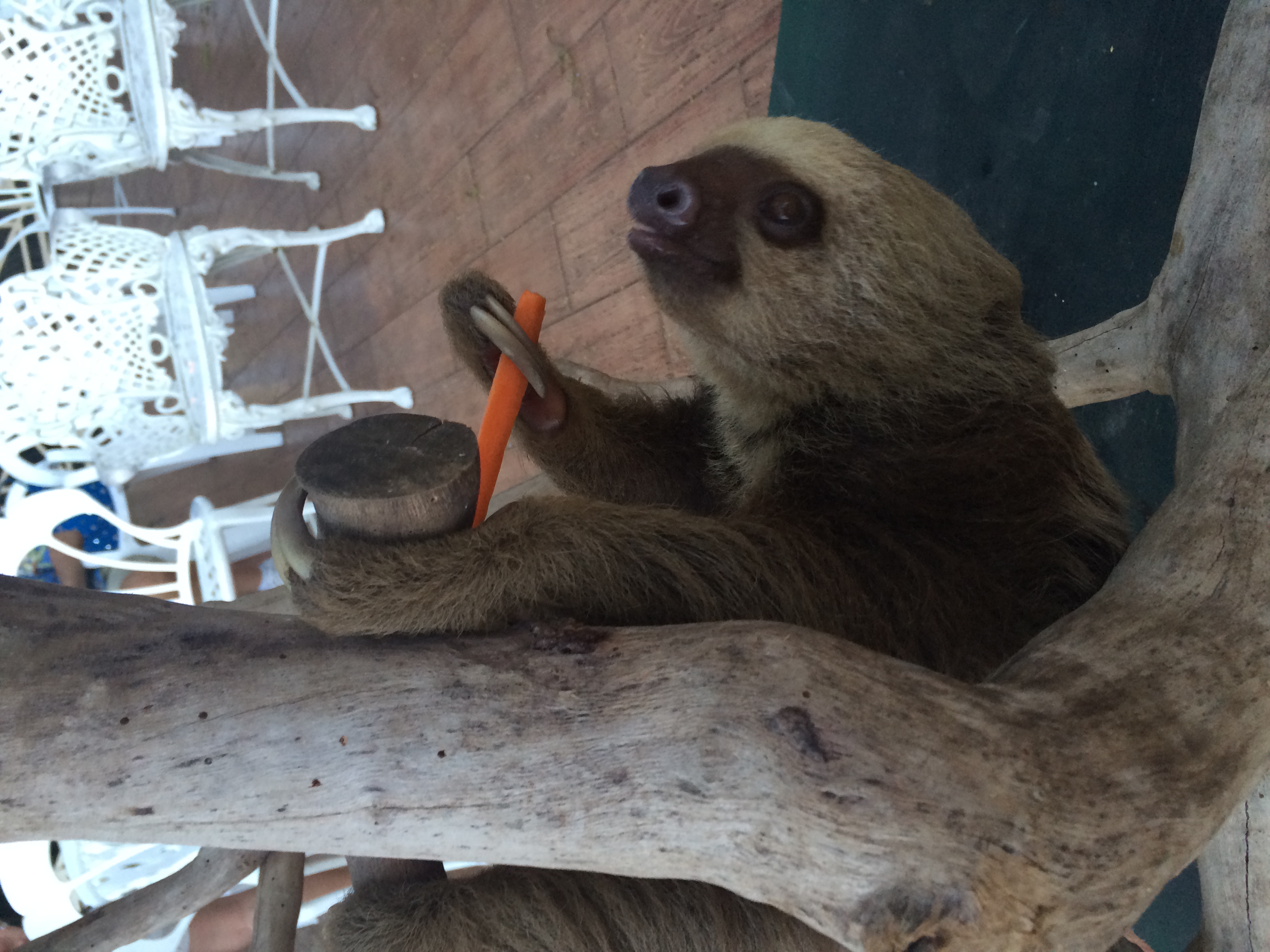 Two toed sloth - Mags On The Move