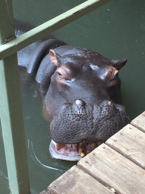Meet Jessica, the friendliest hippo in South Africa - Mags On The Move