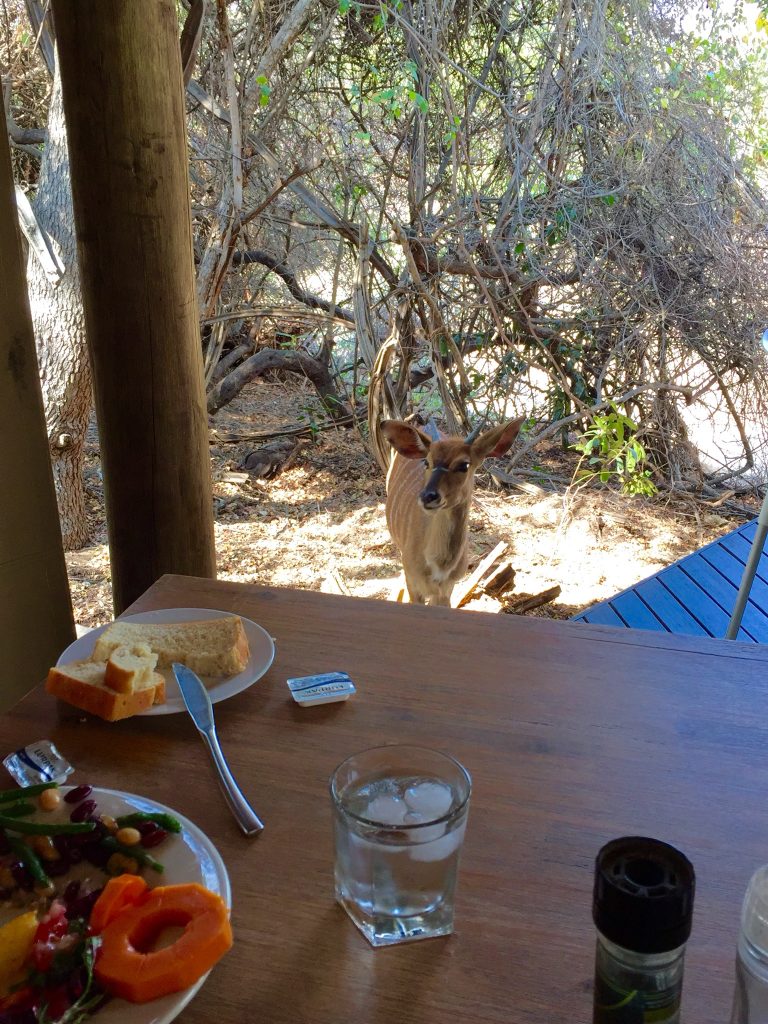 Moditlo River Lodge - Affordable South African Luxury - Mags On The Move